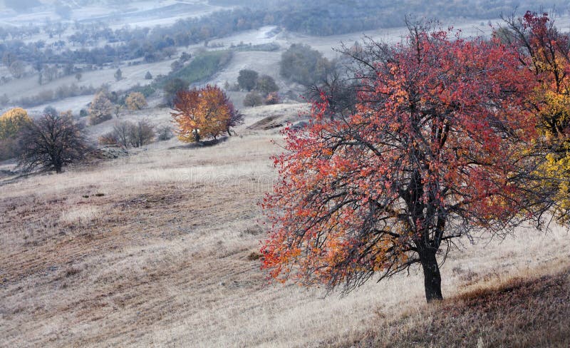 Colored trees stock image. Image of color, panorama, foggy - 22479791