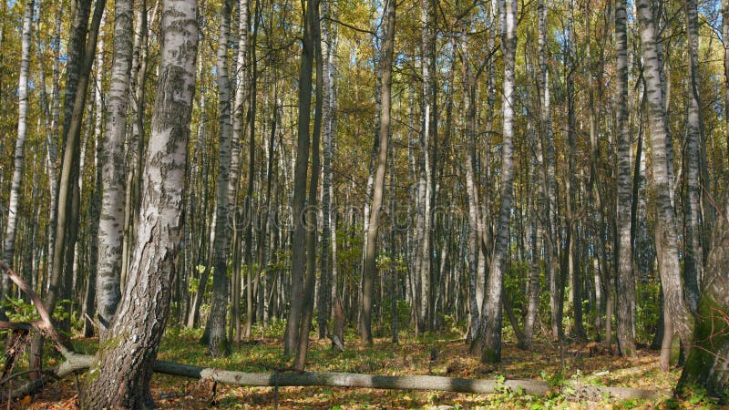 Colored Trees in Sunlight in Autumn Forest. Gorgeous Autumn Forest ...