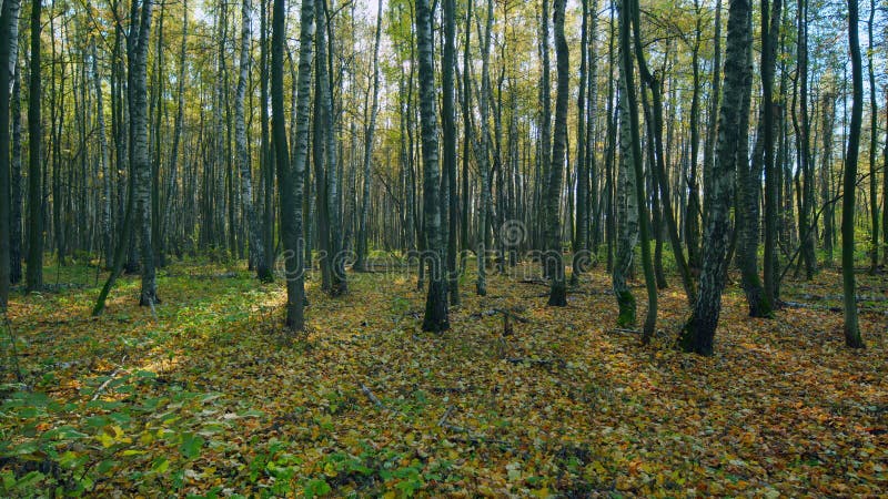 Colored Trees in Sunlight in Autumn Forest. Gorgeous Autumn Forest ...