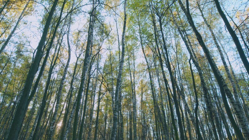 Colored Trees in Sunlight in Autumn Forest. Gorgeous Autumn Forest ...