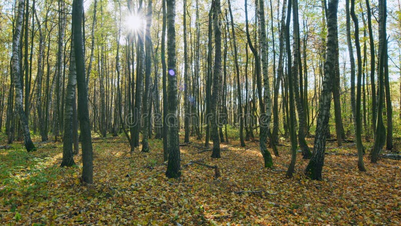 Colored Trees in Sunlight in Autumn Forest. Gorgeous Autumn Forest ...