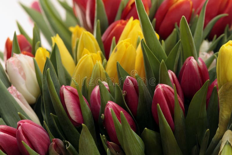 Colored Tulips stock photo. Image of beautiful, tulip - 13307978
