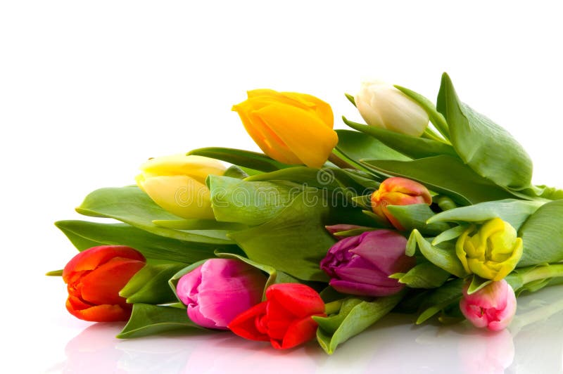 Colored tulips stock photo. Image of yellow, pink, netherlands - 8092858