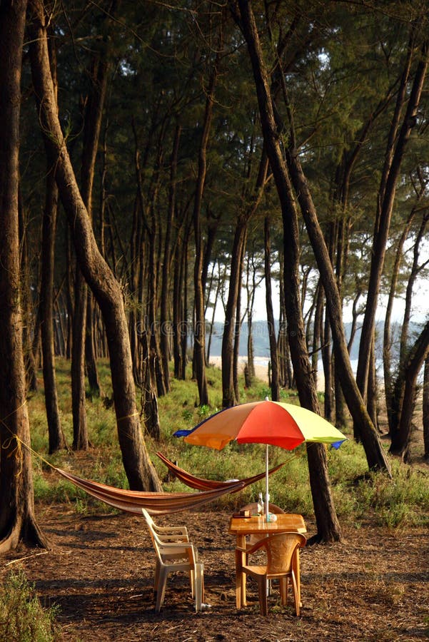 Colored Umbrella Under Pinus Tree in INDIA Stock Image - Image of palm ...
