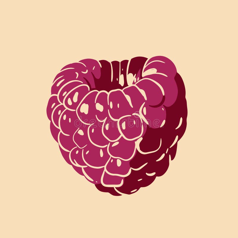 Colored Vector Illustration of Raspberry. Stock Vector - Illustration ...