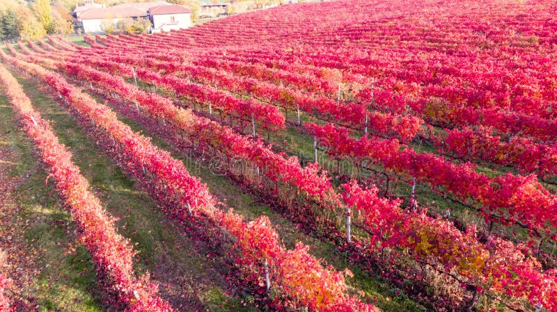 Colored Vines in Autumn Red Yellow Orange Hills of Modena Stock Image ...