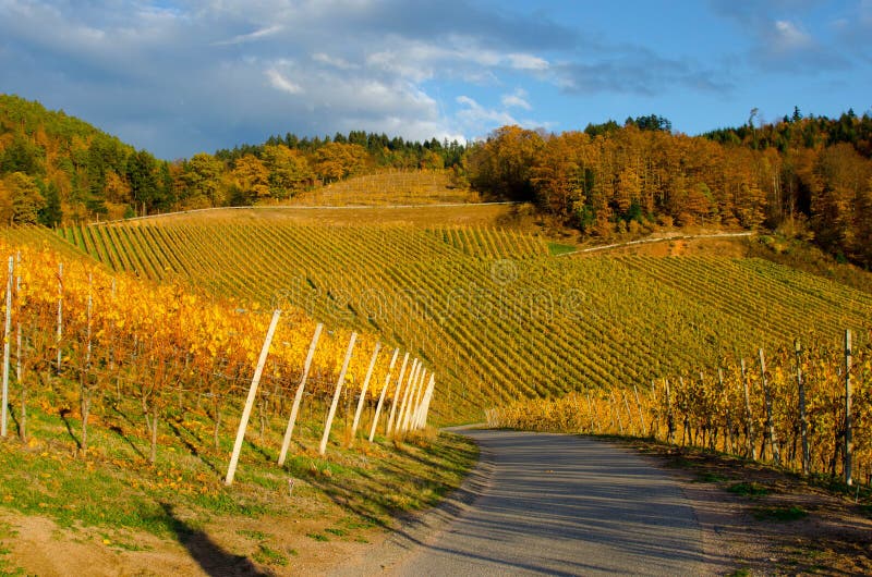 Colored Vineyards in the South West of Germany Stock Photo - Image of ...