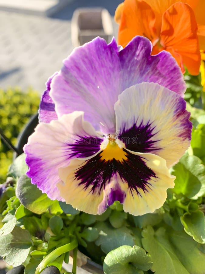 Colored Viola Flower in Garden. Natural Photo Stock Photo - Image of ...