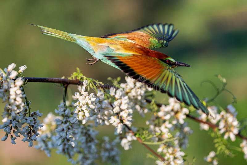 Colored Wild Bird Flies among Spring Blossoming Tree Stock Image ...
