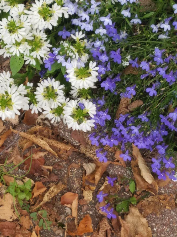 Colored wildflowers stock photo. Image of plant, spring - 106106778