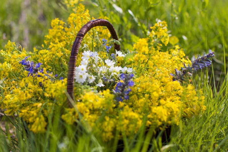 Colored wildflowers. stock photo. Image of field, painting - 116938866