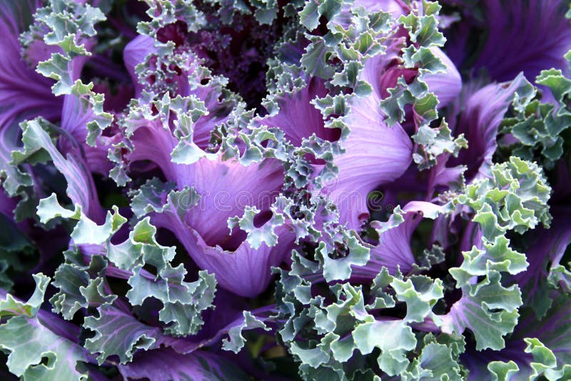 Coloree la col foto de archivo. Imagen de hoja, desayuno - 2904030