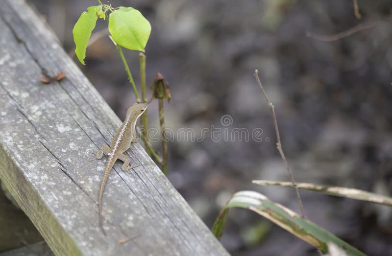 Colores Cambiantes Verdes De Anole Foto de archivo - Imagen de bosque ...
