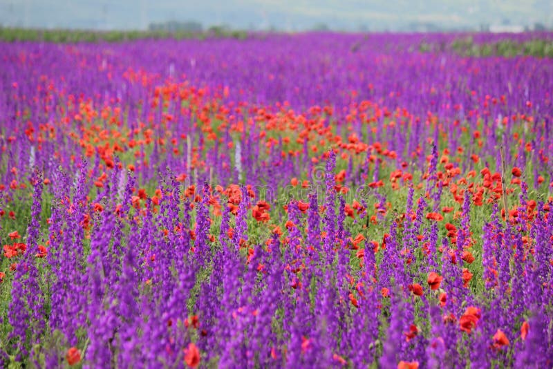 Colores de la naturaleza foto de archivo. Imagen de verde - 31270968