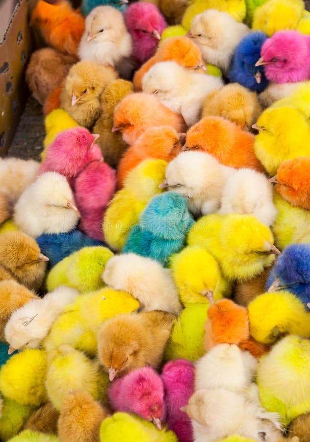 Colores de los pollos imagen de archivo. Imagen de amarillo - 41815495