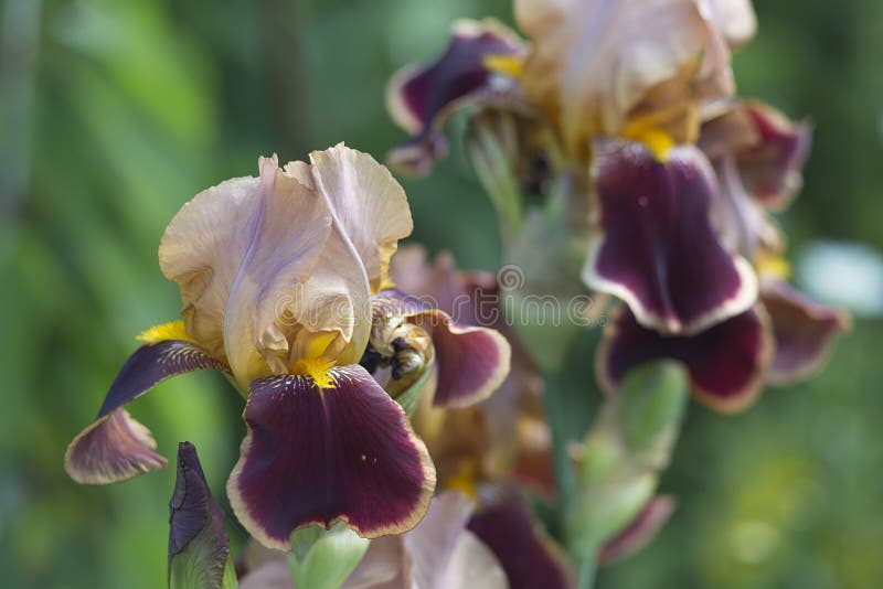 Colores del iris foto de archivo. Imagen de flores, planta - 66702574
