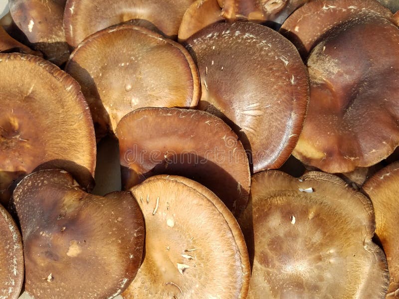 Setas Shiitakes Crudas En La Cocina. Fotografía De Hongos. Imagen de ...