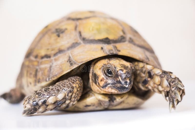 Colorful Abstract Background with Turtle Isolated on White Backdrop ...