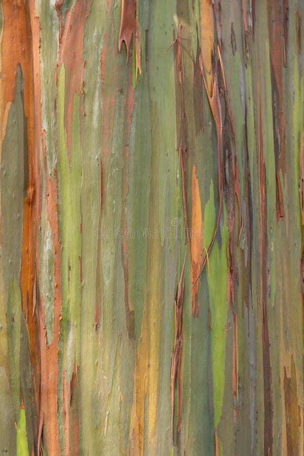 A Colorful Abstract Bark Background of a Tree Trunk of a Gum Tree Stock ...