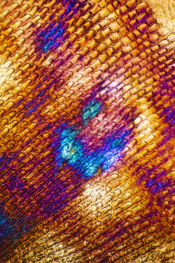 Abstract Micrograph of a Scale from a Red Snapper Fish Stock Image ...