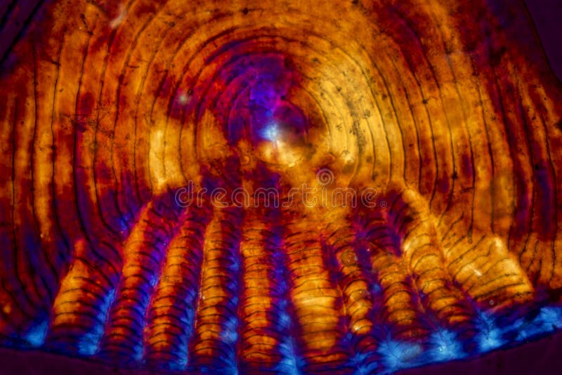 Colorful Abstract Micrograph of a Fish Scale. Stock Photo - Image of ...