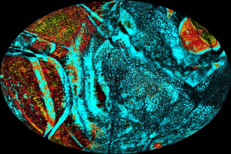 Colorful Abstract Micrograph of Snake Skin. Stock Photo - Image of ...