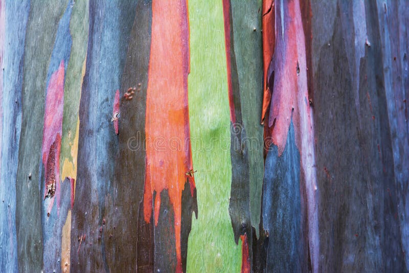 Colorful Abstract Pattern of Eucalyptus Tree Bark. Colorful Eucalyptus ...