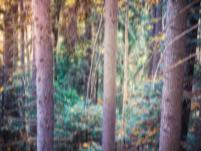Colorful Abstract Texture Background. Forest Scene with Motion Blure ...