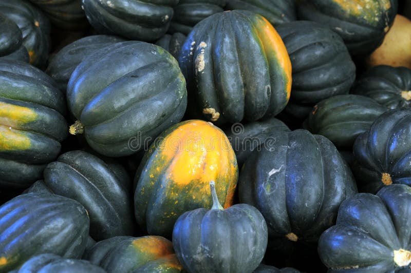 Colorful acorn squash stock image. Image of season, yellow - 258370505