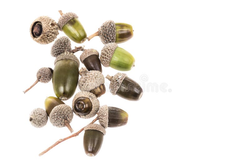 Colorful Acorns Isolated on White Stock Photo - Image of dried, fruit ...