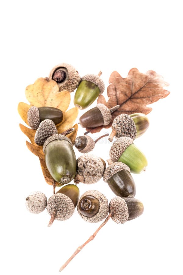 Colorful Acorns Isolated on White Stock Photo - Image of healthy, macro ...