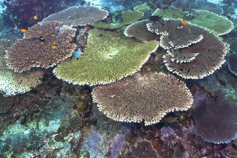 Colorful Acropora Table Coral Reef Stock Photo - Image of reef ...