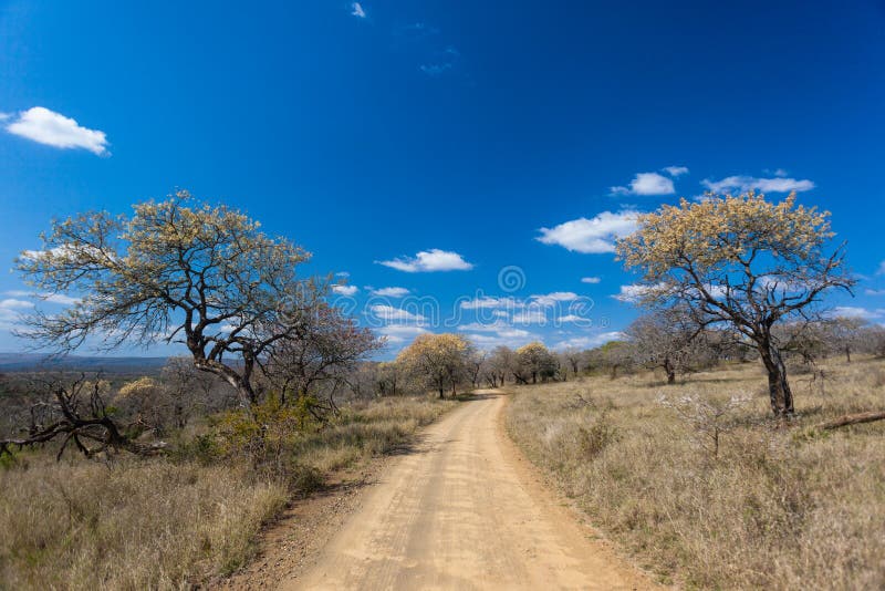 Colorful African Safari Bush Road Stock Image - Image of color ...