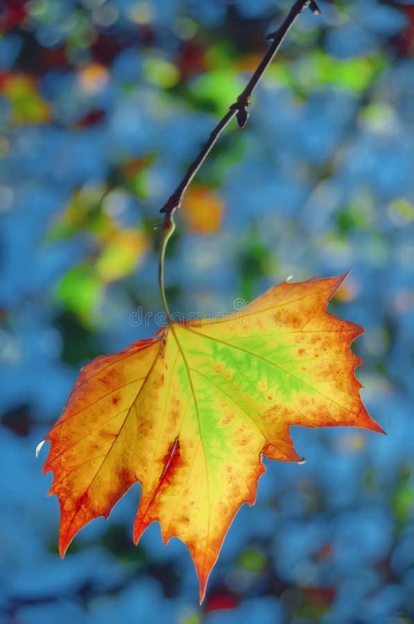 Colorful Aging Maple Leaf during Fall or Autumn Stock Image - Image of ...