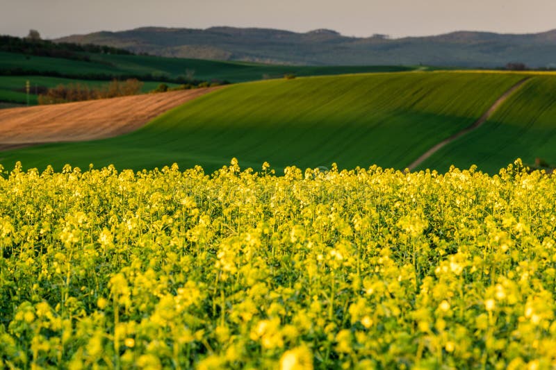 Colorful Agriculture Landscape at Spring Stock Illustration ...
