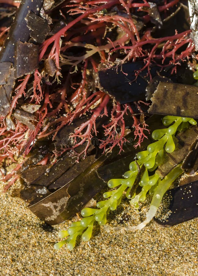 Colorful alga stock photo. Image of plaant, nature, plant - 36141764