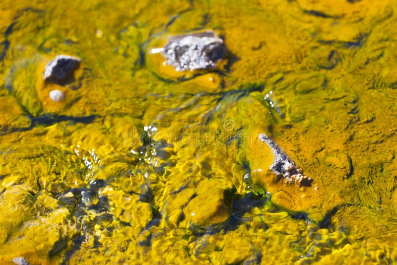 Colorful Algae at Lake Bogoria, Kenya Stock Image - Image of algae ...
