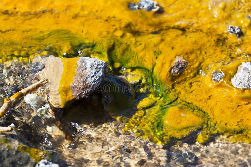 Colorful Algae at Lake Bogoria, Kenya Stock Photo - Image of green ...