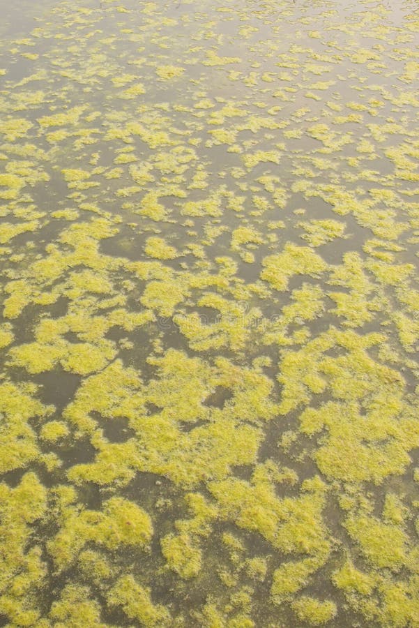 Colorful Algae on the Water Stock Photo - Image of phytoplankton, micro ...