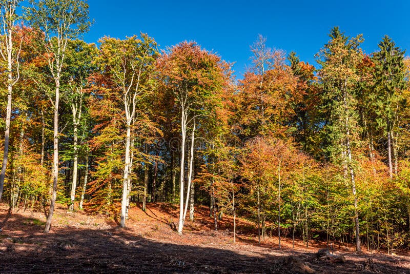 Colorful and Amazing Forest in the Fall, Poland Stock Image - Image of ...