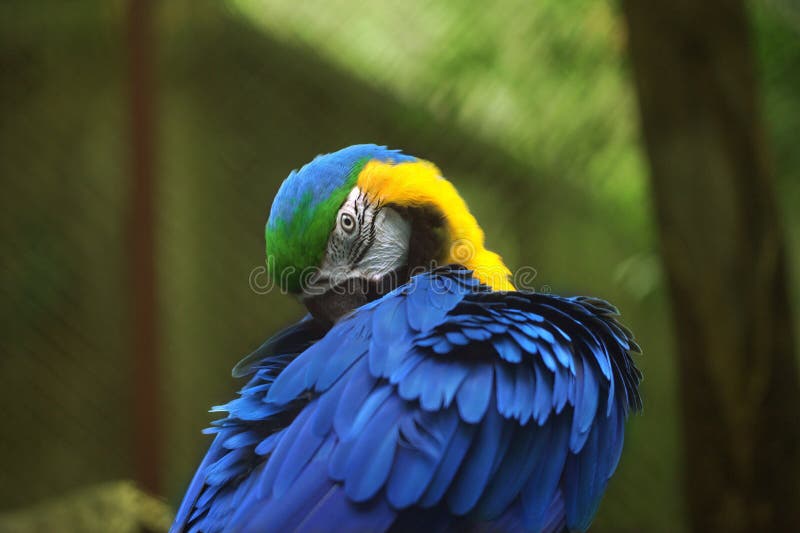 Colorful Amazon Parrot Stand on the Tree Stock Photo - Image of ...