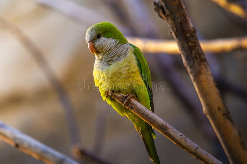 Colorful Amazon Parrot at Sunset Light Stock Photo - Image of closeup ...