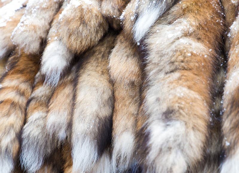 Colorful animal fur stock photo. Image of material, skin - 88568526