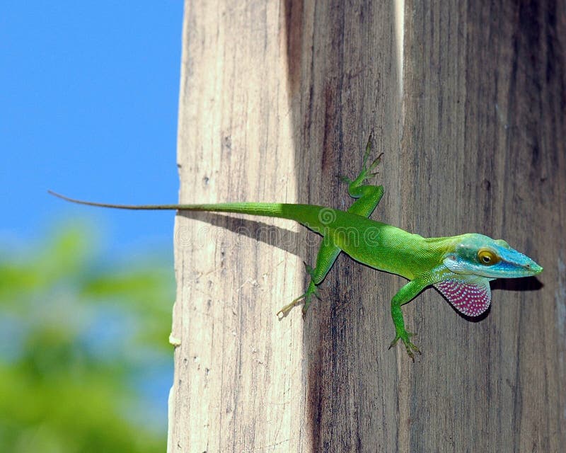 Colorful Anole stock photo. Image of reptile, latin, headed - 9798360