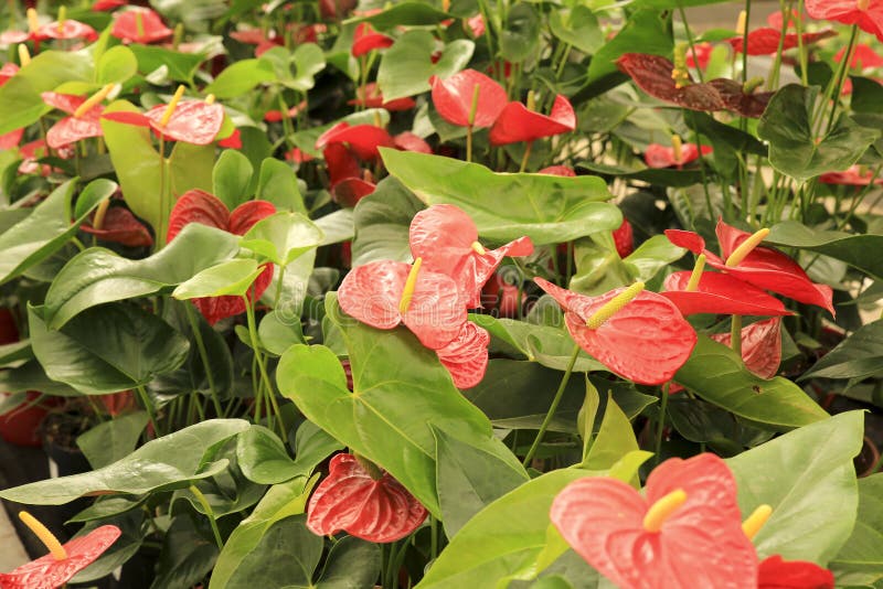 Anthurium Andreanum at the Botanical Garden Stock Photo - Image of ...