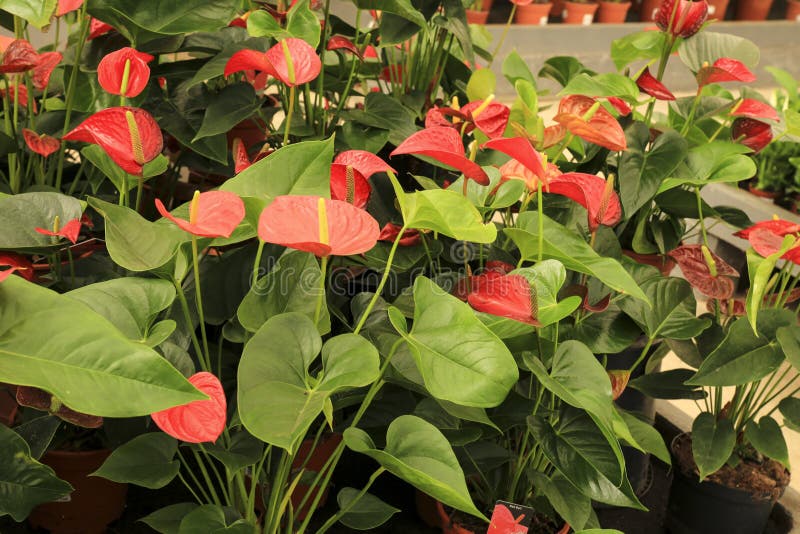 Anthurium Andreanum at the Botanical Garden Stock Photo - Image of ...