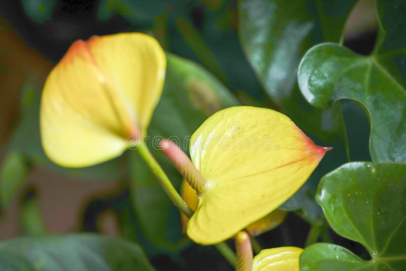 Colorful Anthurium Red and Yellow Stock Photo - Image of design, leaf ...