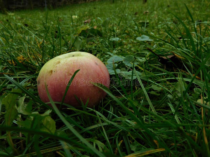 The Colorful Apple Throw Down into Grass from Some Tree Stock Photo ...
