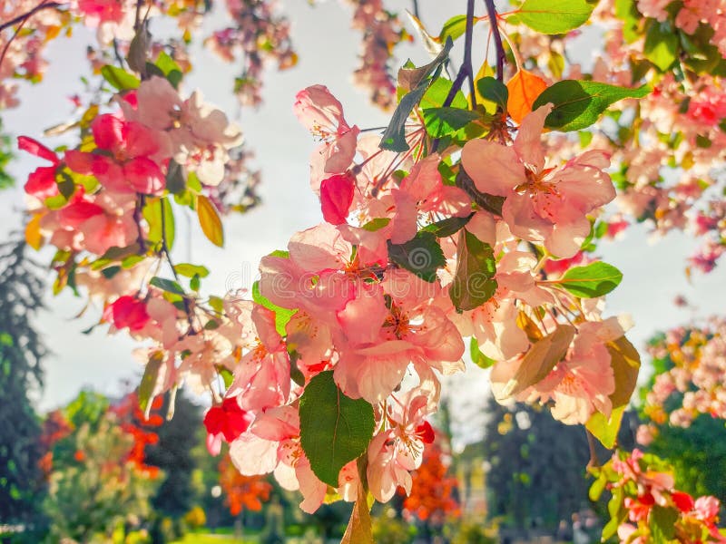 Colorful Apple Tree Flowers Stock Image - Image of botanic, orchard ...