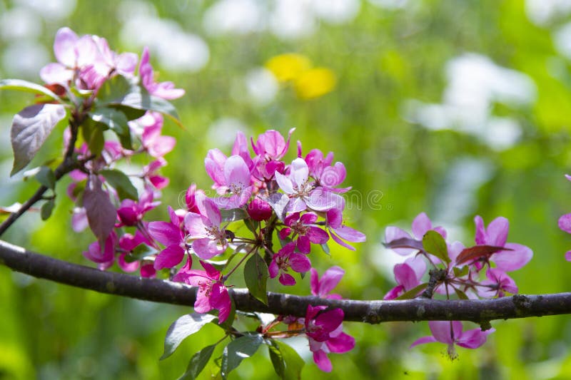 Detail of Colorful Apple Tree in Spring in Denmark Stock Image - Image ...